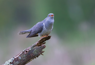 cuckoo bird uk
