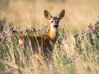 Wheldrake Ings | YWT