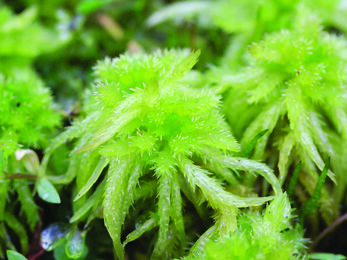 Carbon | Yorkshire Wildlife Trust
