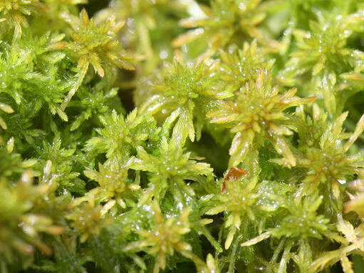 Carbon | Yorkshire Wildlife Trust