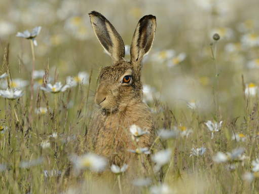 Wheldrake Ings | YWT