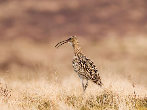 Welwick Saltmarsh | YWT