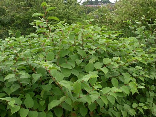 Invasive Species | Yorkshire Wildlife Trust