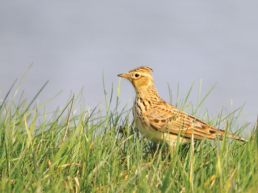 Welwick Saltmarsh | YWT