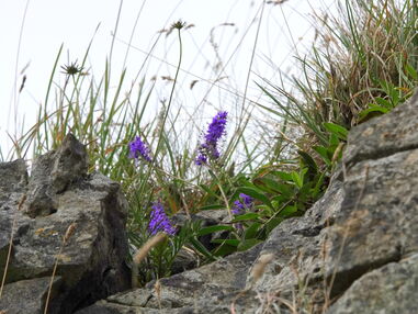 Rare seeds rescued from cliff edge are planted out in Yorkshire for the ...