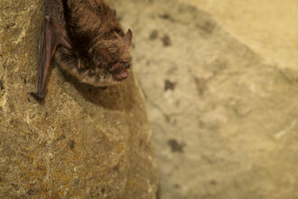 Mammals | Yorkshire Wildlife Trust