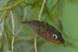 Freshwater fish | Yorkshire Wildlife Trust