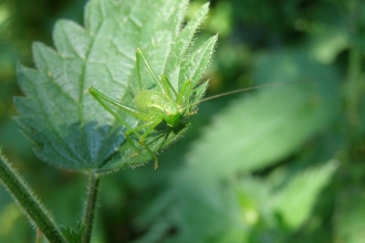 Grasshoppers and crickets | Yorkshire Wildlife Trust