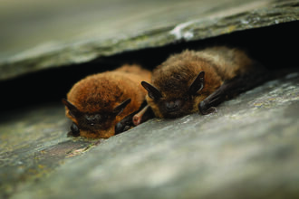 YWT Events | Yorkshire Wildlife Trust