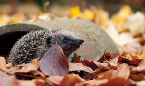 Meet your wild neighbour, the hedgehog | Yorkshire Wildlife Trust