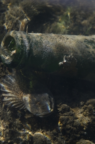 Bullhead | Yorkshire Wildlife Trust