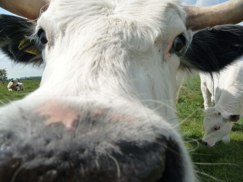 Livestock Checker - Low Carr Farm | Yorkshire Wildlife Trust