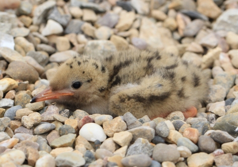Hot summer boosts rare bird numbers and harvest at Wheldrake Ings ...