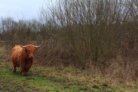 Lovely scrubbly - what scrub is and why we manage it | Yorkshire ...