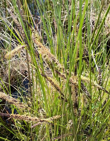 First mass flowering in living memory of shy slender sedge | Yorkshire ...