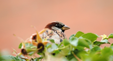 Spadgers and spuggies | Yorkshire Wildlife Trust