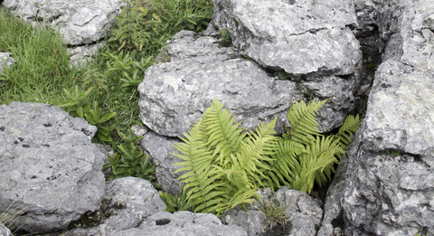 Limestone Pavements: Geology and ecology in harmony | Yorkshire ...