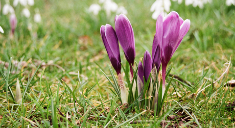 The coming of spring | Yorkshire Wildlife Trust