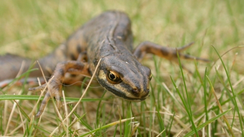 Smooth newt | Yorkshire Wildlife Trust