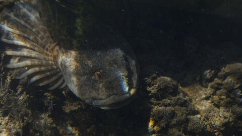 Bullhead | Yorkshire Wildlife Trust