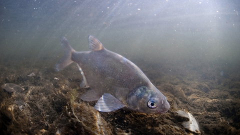 Bream | Yorkshire Wildlife Trust