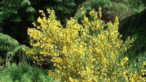 Broom | Yorkshire Wildlife Trust