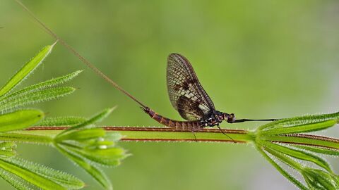Common mayfly | Yorkshire Wildlife Trust