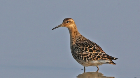 Ruff | Yorkshire Wildlife Trust