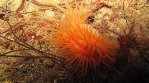 Flame shell | Yorkshire Wildlife Trust