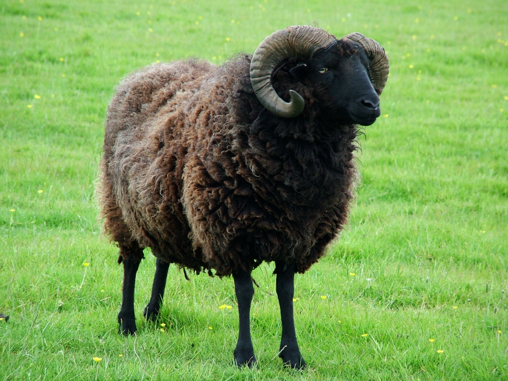 Grazing Animal Project | YWT