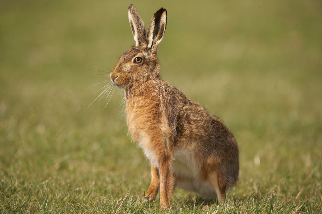 Sprotbrough Flash | YWT