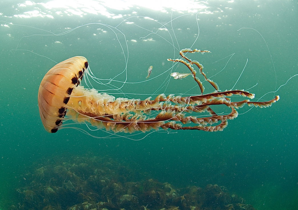 New campaign to protect wildlife in the North Sea | Yorkshire Wildlife ...