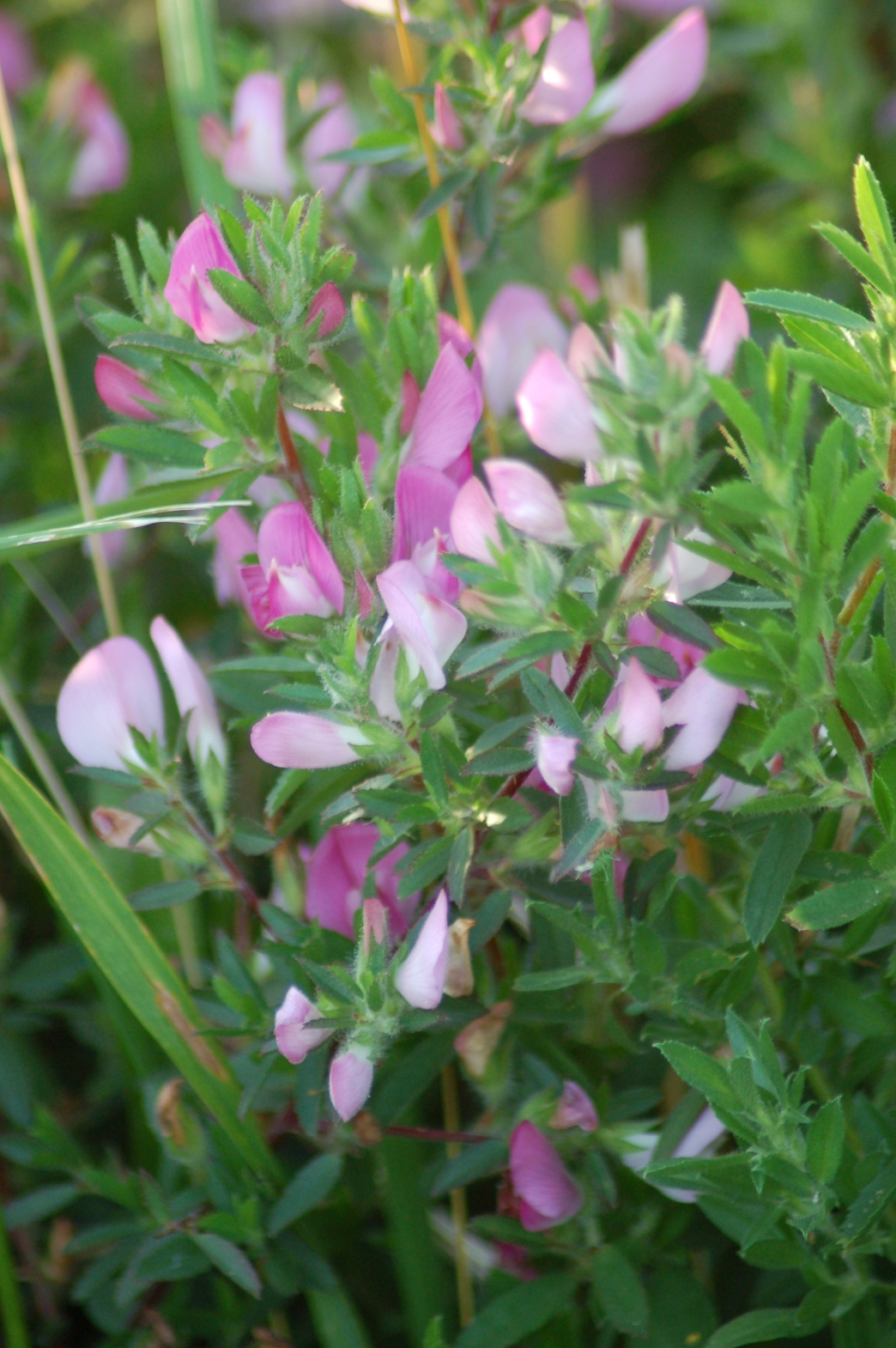 Welwick Saltmarsh | YWT