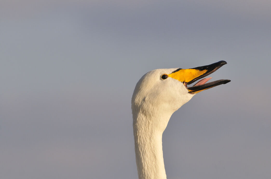 Wheldrake Ings | YWT