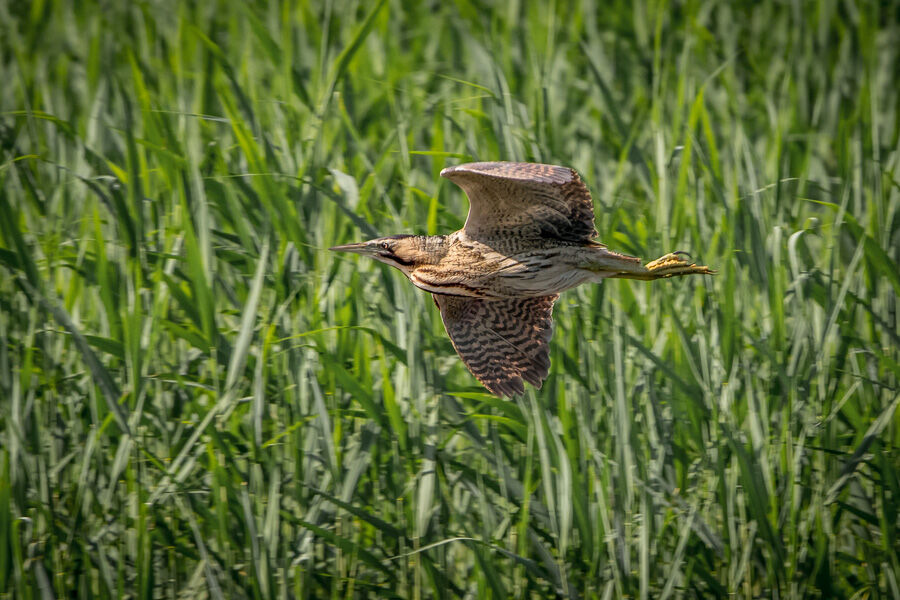 Potteric Carr wildlife sightings | Yorkshire Wildlife Trust