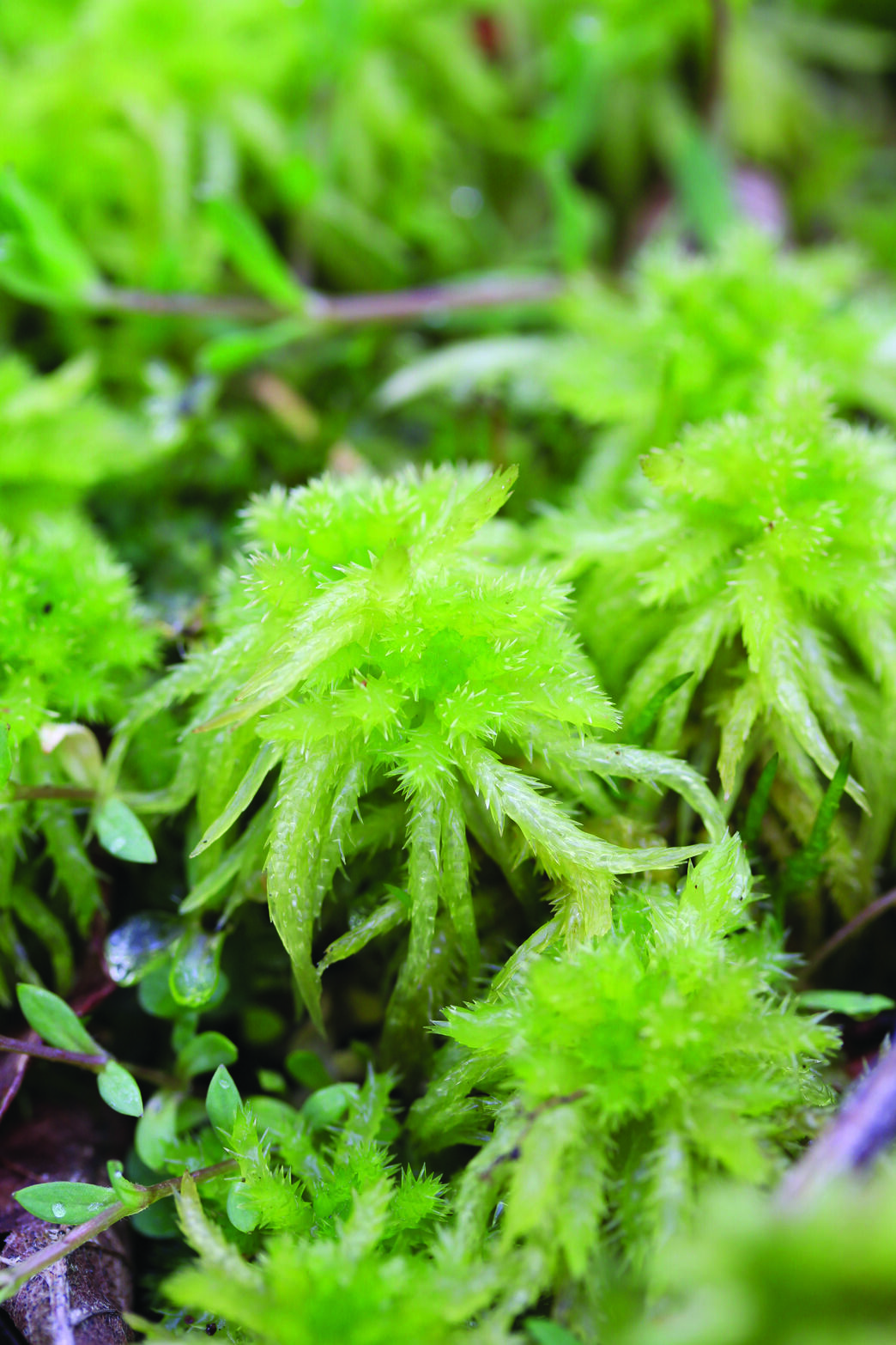 Carbon | Yorkshire Wildlife Trust