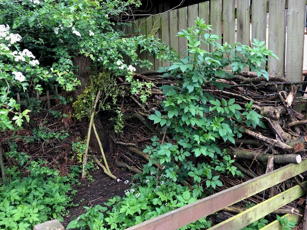 Wildlife Gardening Award | Yorkshire Wildlife Trust