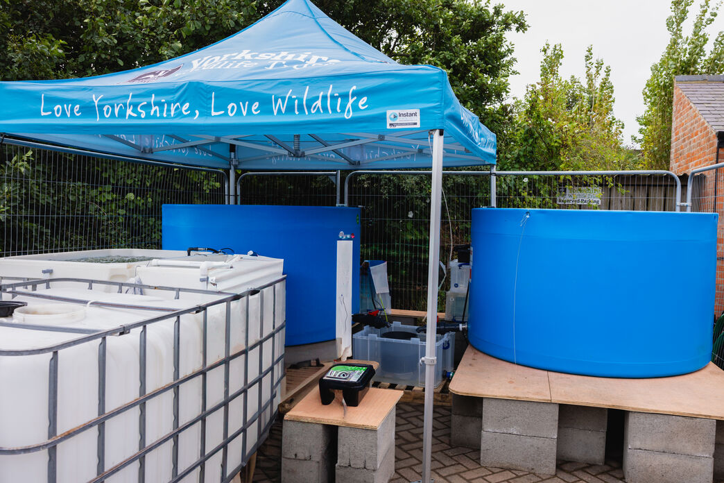 Groundbreaking Native Oyster Reintroduction Experiment Launched in ...