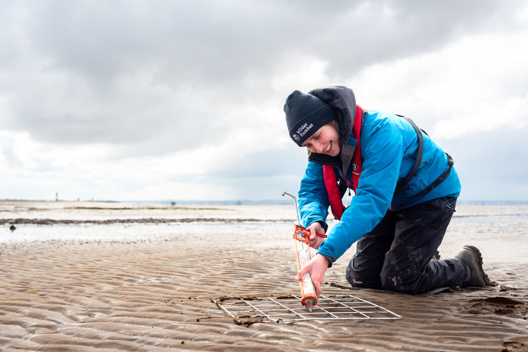 From Decline to Recovery: Humber Estuary Seagrass Restoration Moves ...