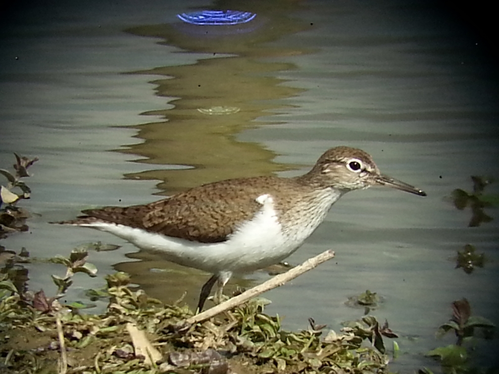 Fantastic Filey Dams | YWT