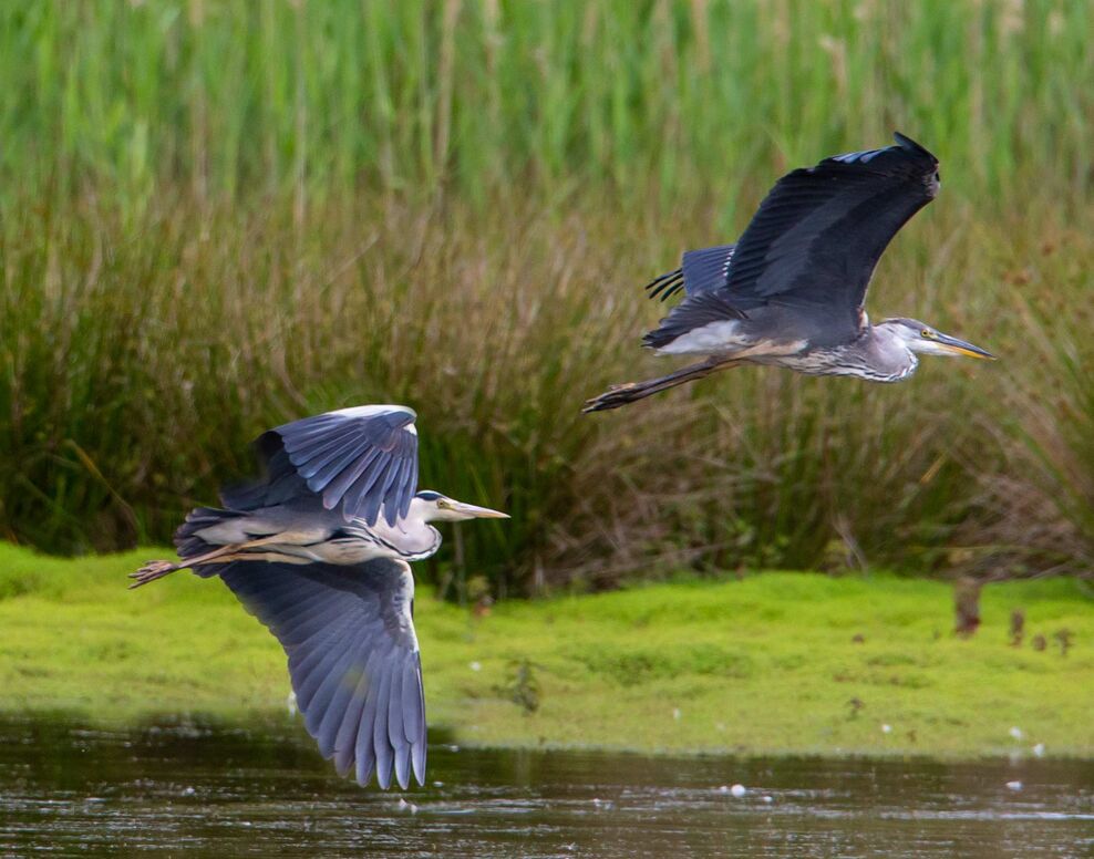 Potteric Carr wildlife sightings | Yorkshire Wildlife Trust