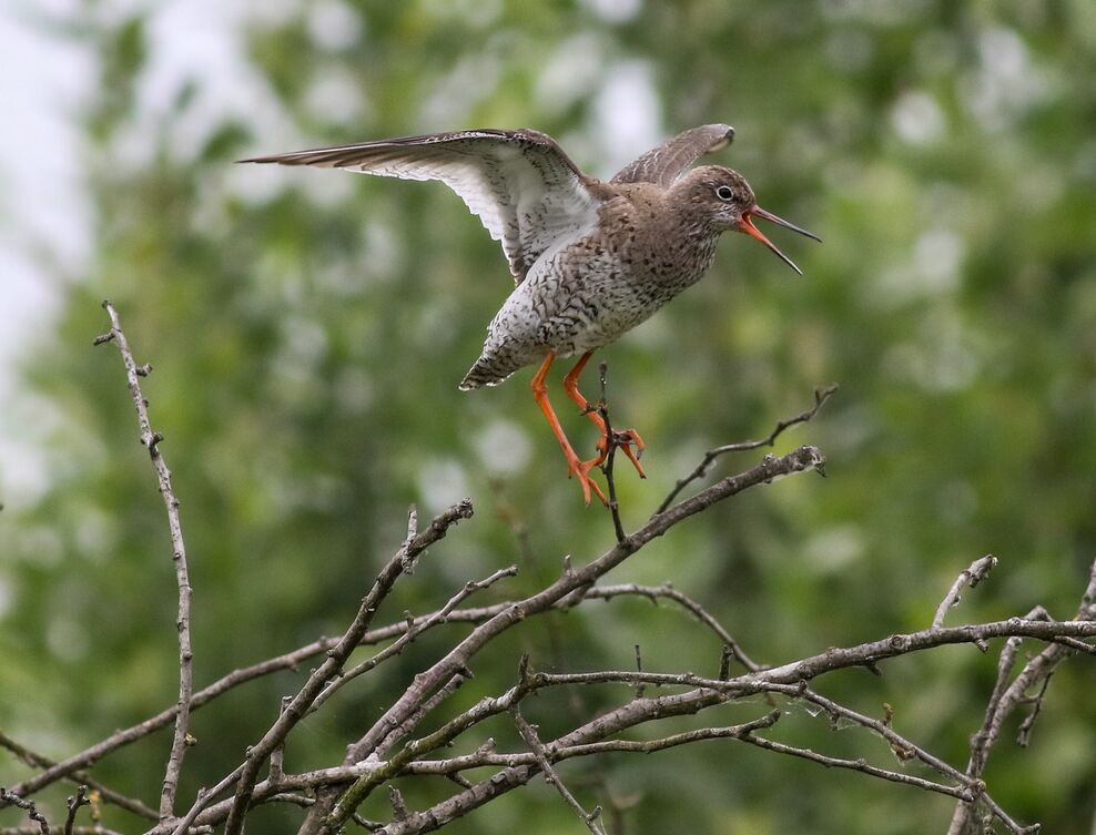 Potteric Carr wildlife sightings | Yorkshire Wildlife Trust