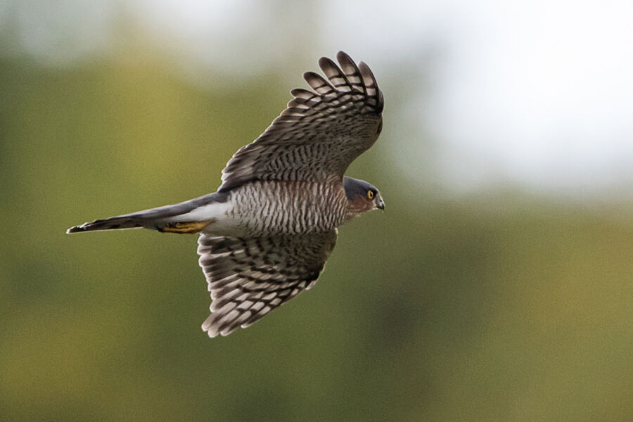 Potteric Carr wildlife sightings | Yorkshire Wildlife Trust