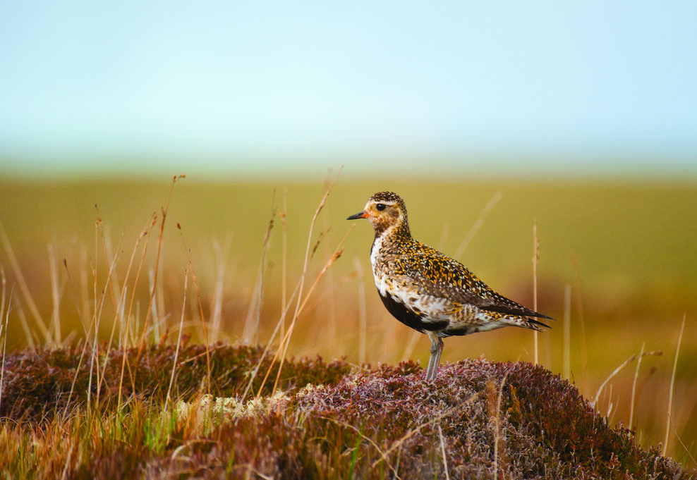 What do healthy peatlands look like? | Yorkshire Wildlife Trust