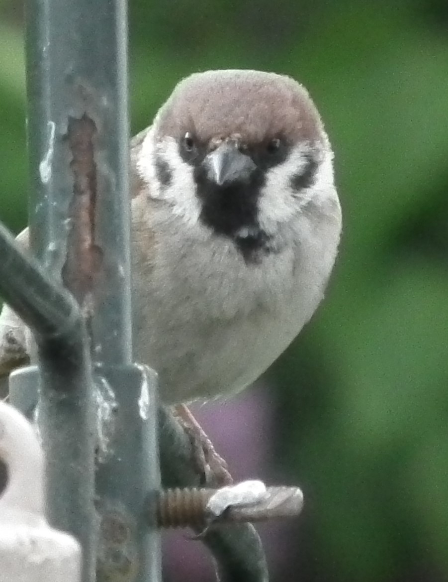 Spadgers and spuggies | Yorkshire Wildlife Trust