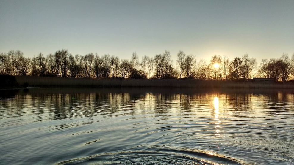 The return of the beetles! | Yorkshire Wildlife Trust