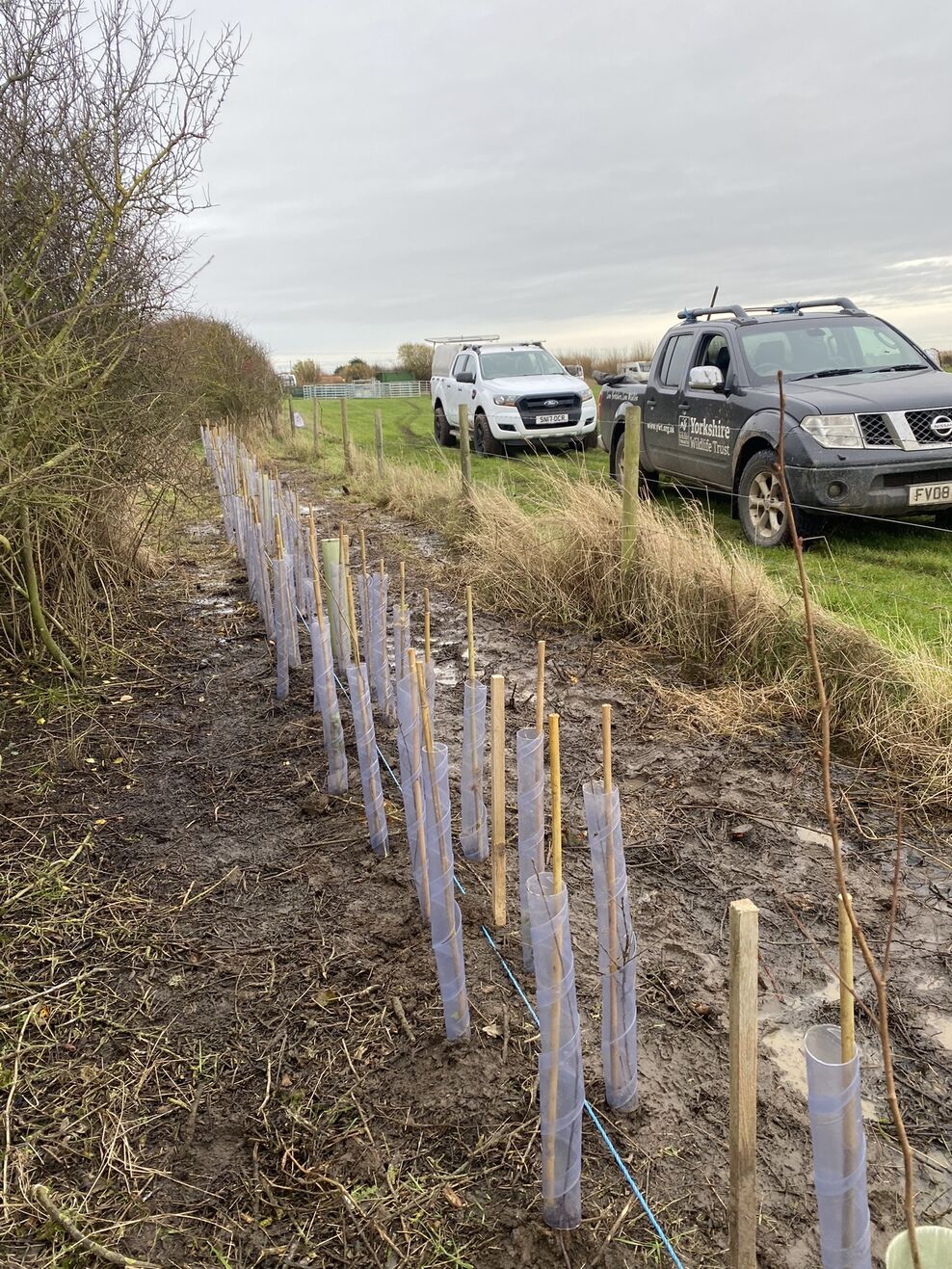 Hedgerow habitat creation at Spurn | Yorkshire Wildlife Trust