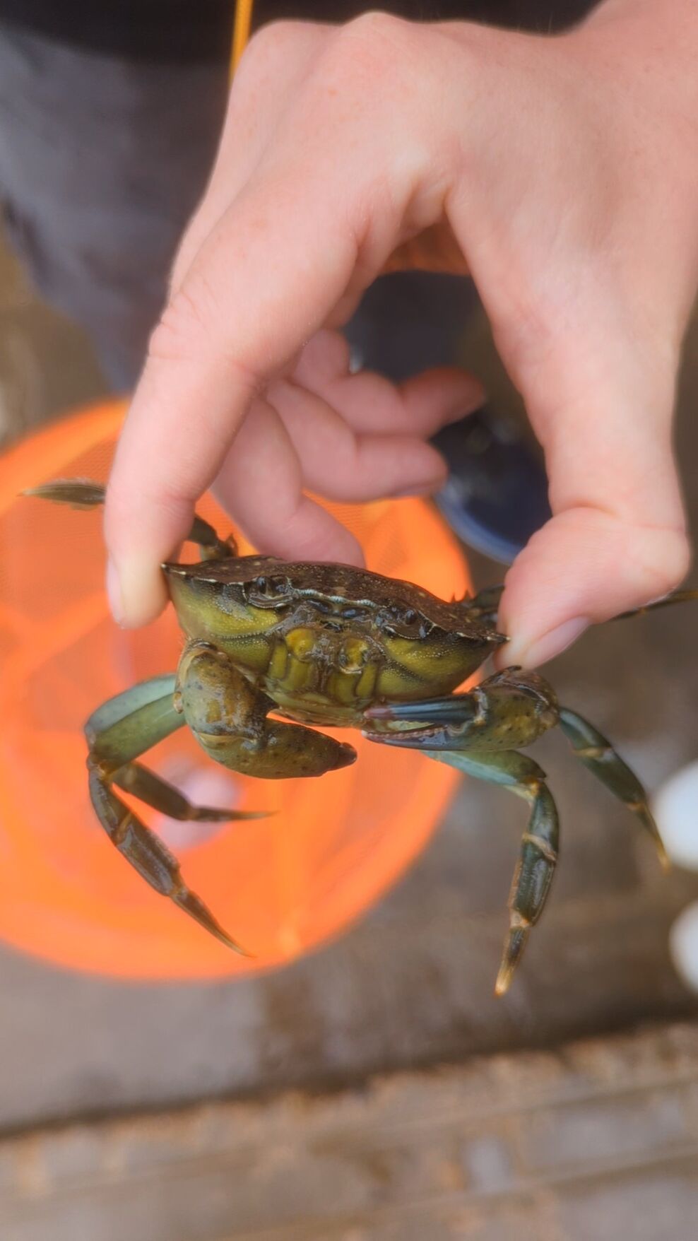 Better Estuaries & Coastal Habitats (BEACH Esk) | Yorkshire Wildlife Trust