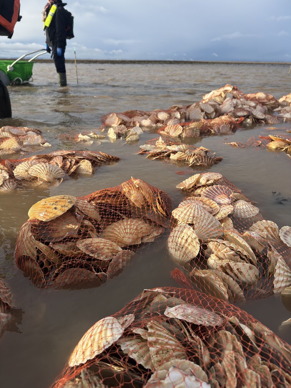 Oyster Reinforcements Deployed: Wilder Humber Marks UK’s Largest ...