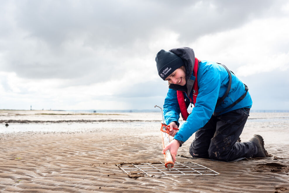 From Decline to Recovery: Humber Estuary Seagrass Restoration Moves ...